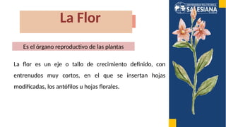 reproduccion sexual en plantas, organos y estructuras | PPTX