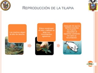 Reproduccion tilapias | PPTX