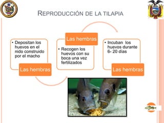 Reproduccion Tilapias Pptx