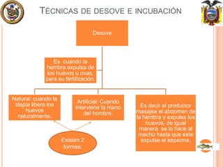 Reproduccion tilapias | PPTX
