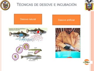 Reproduccion tilapias | PPTX