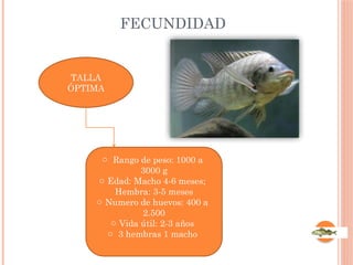 reproducciontilapiasgtteefhh64502[1].pptx