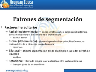 Reproduccion y desarrollo en los animales | PPT