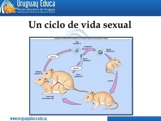 Reproduccion y desarrollo en los animales | PPT | Infertility ...