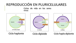 Reproducción en los Seres Vivos. Reinos Mónera, Protista y Fungi | PPTX