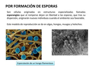 Reproducción en plantas | PPTX