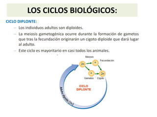 Reproducción en plantas | PPTX
