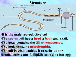 Reproduct cell in human | PPT