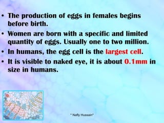 Human Egg Cell Visible