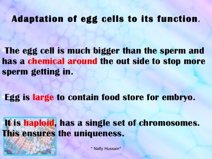 Reproduct cell in human