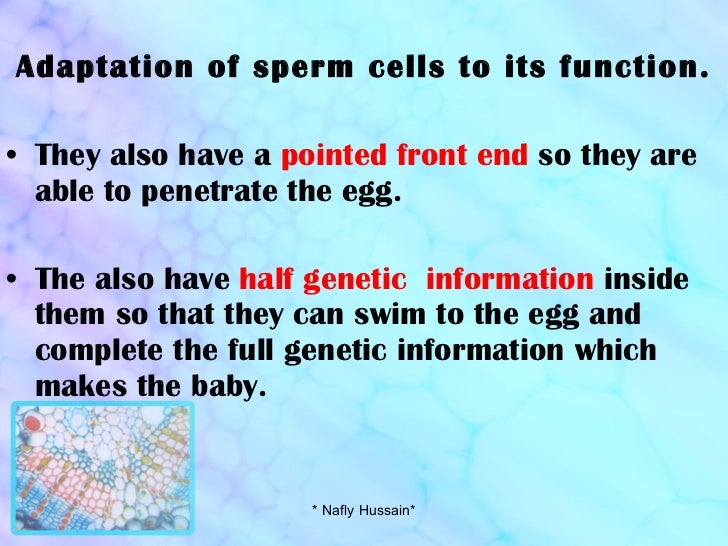 Reproduct cell in human