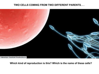 Reproduction | PPT