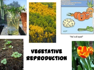 Reproduction | PPTX