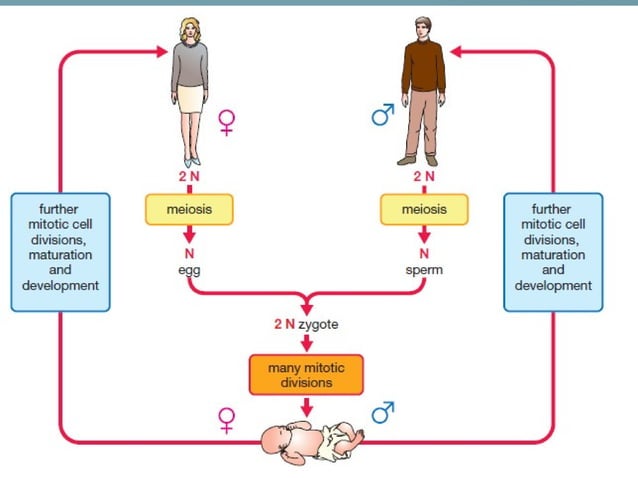 Reproduction | PPT | Infertility | Reproductive Health