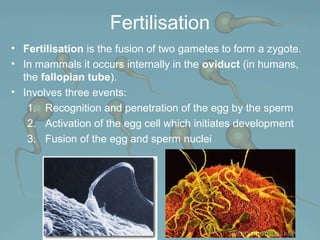 Reproduction | PPT