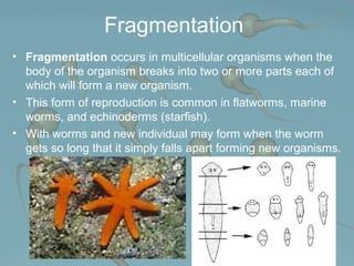 Reproduction | PPT