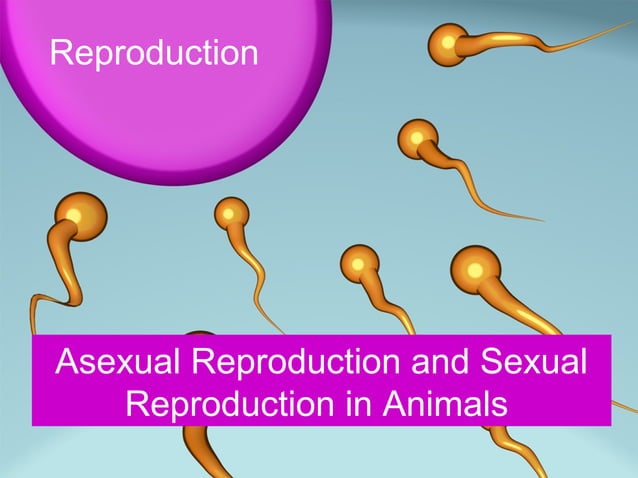 Reproduction | PPT