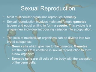 Sexual Reproduction In Animals