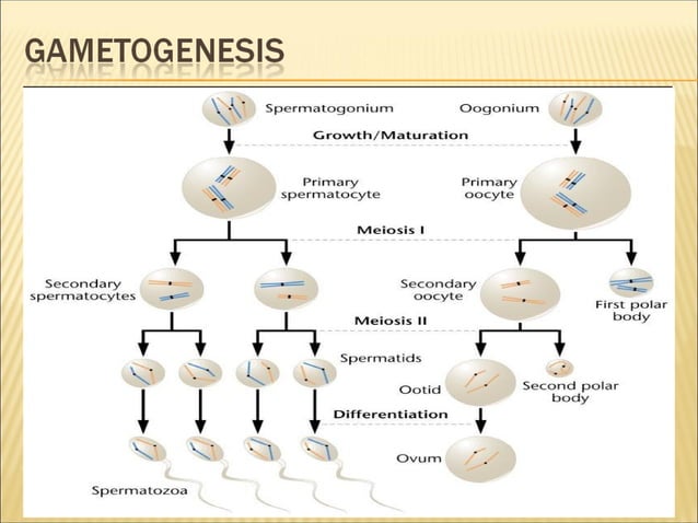 Grade 9 - Sexual Reproduction of Human | PPT | Pregnancy | Reproductive ...