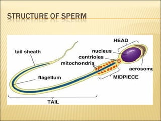 Grade 9 - Sexual Reproduction of Human | PPT
