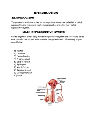Male Reproductive System | PDF