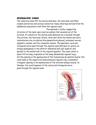 Male Reproductive System | PDF