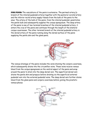 Male Reproductive System | DOCX