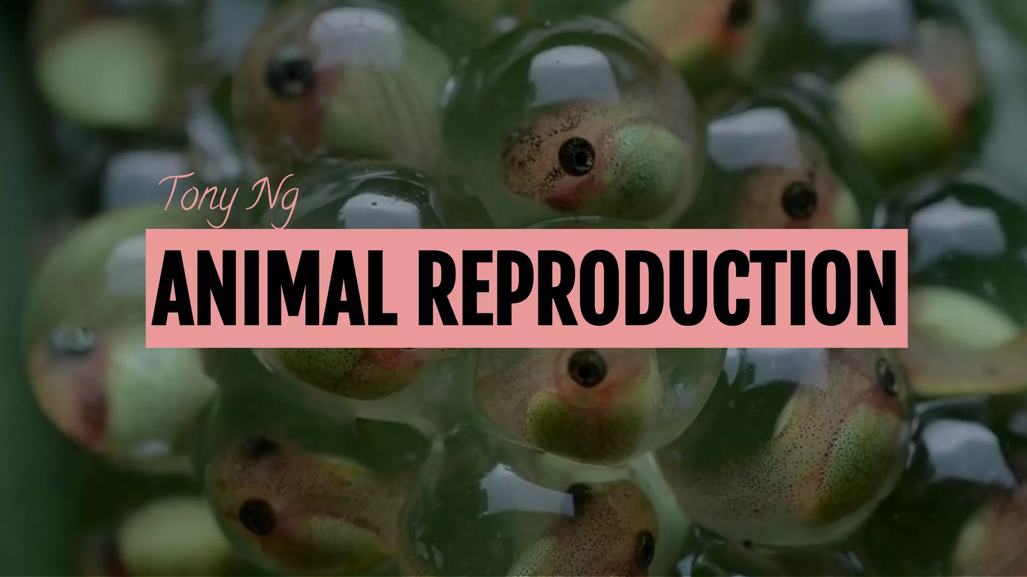 Animal Reproduction | PDF