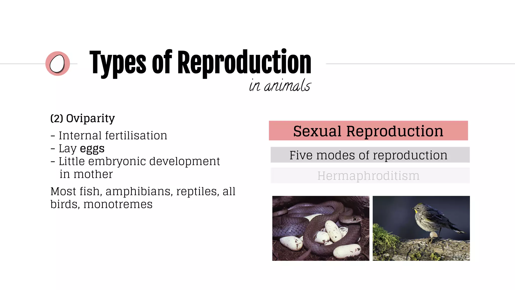 Animal Reproduction | PDF