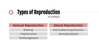 Animal Reproduction | PDF