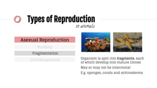Animal Reproduction | PDF
