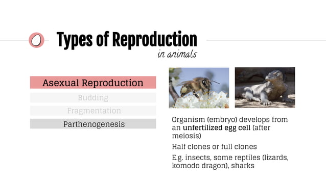 Animal Reproduction | PDF