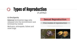 Animal Reproduction | PDF