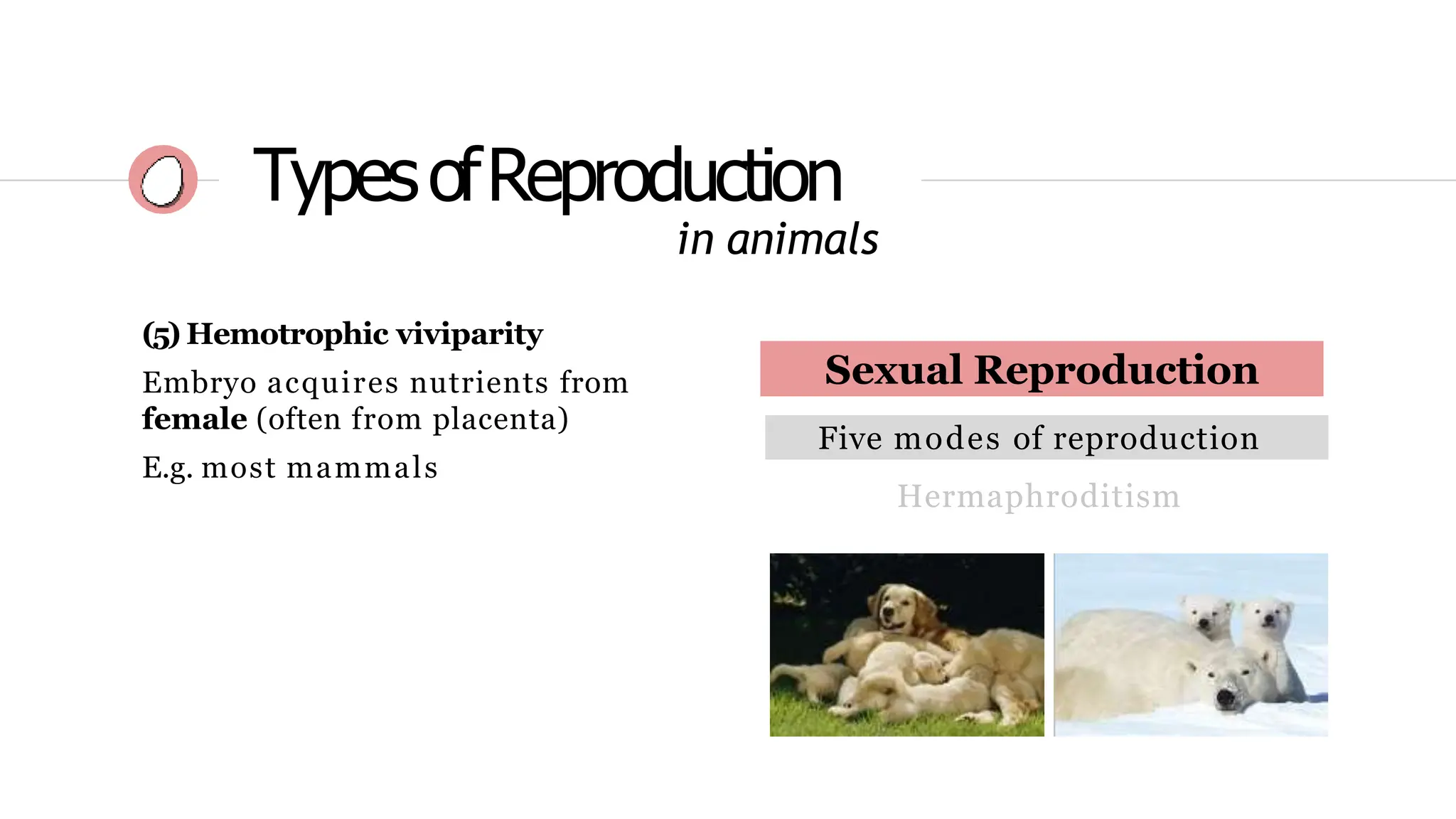 REPRODUCTION IN ANIMALS-Types of Reproduction | PPTX