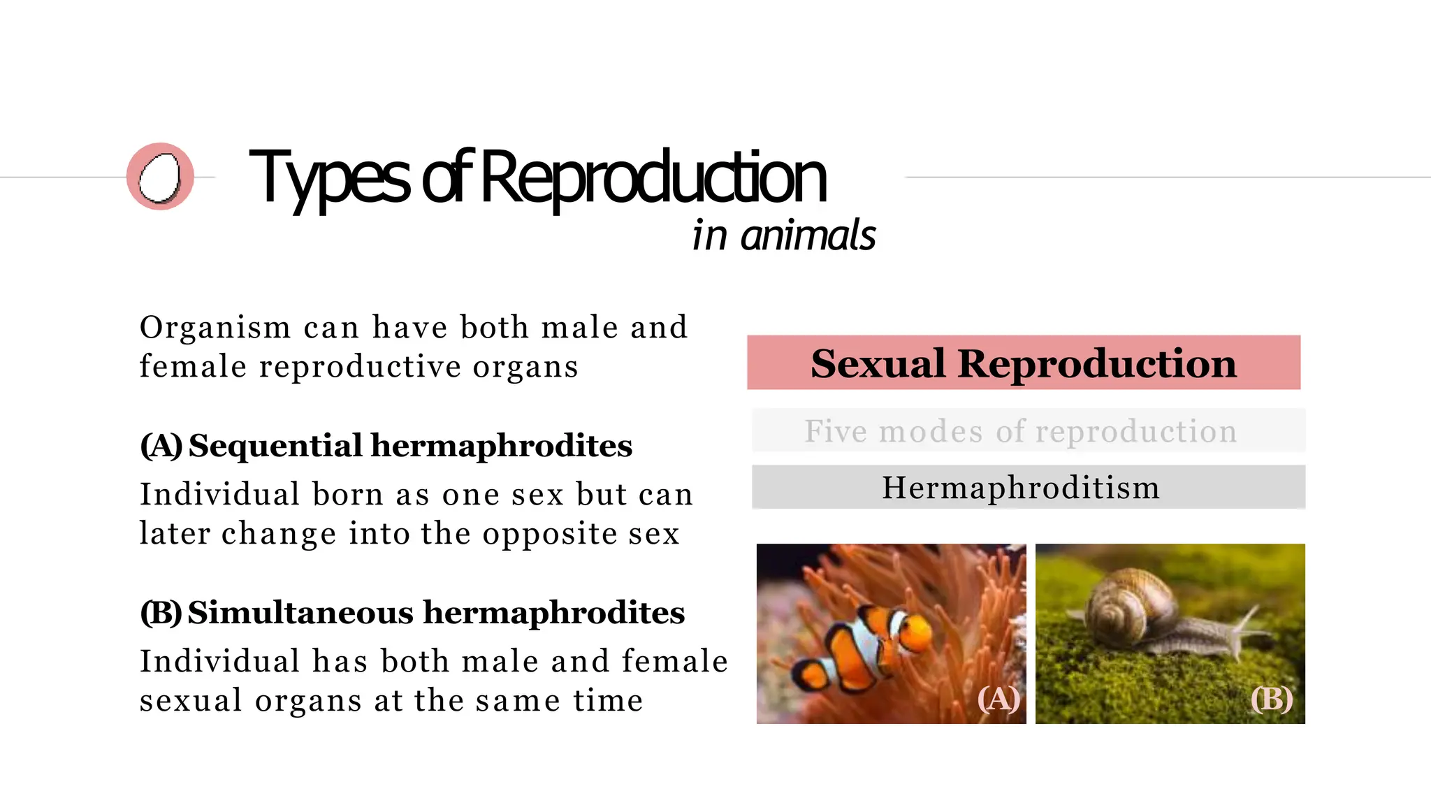 REPRODUCTION IN ANIMALS-Types of Reproduction | PPTX