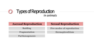 REPRODUCTION IN ANIMALS-Types of Reproduction | PPTX