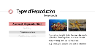 REPRODUCTION IN ANIMALS-Types of Reproduction | PPTX