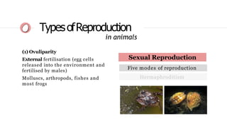 REPRODUCTION IN ANIMALS-Types of Reproduction | PPTX
