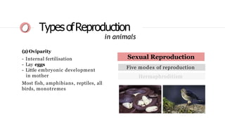 REPRODUCTION IN ANIMALS-Types of Reproduction | PPTX