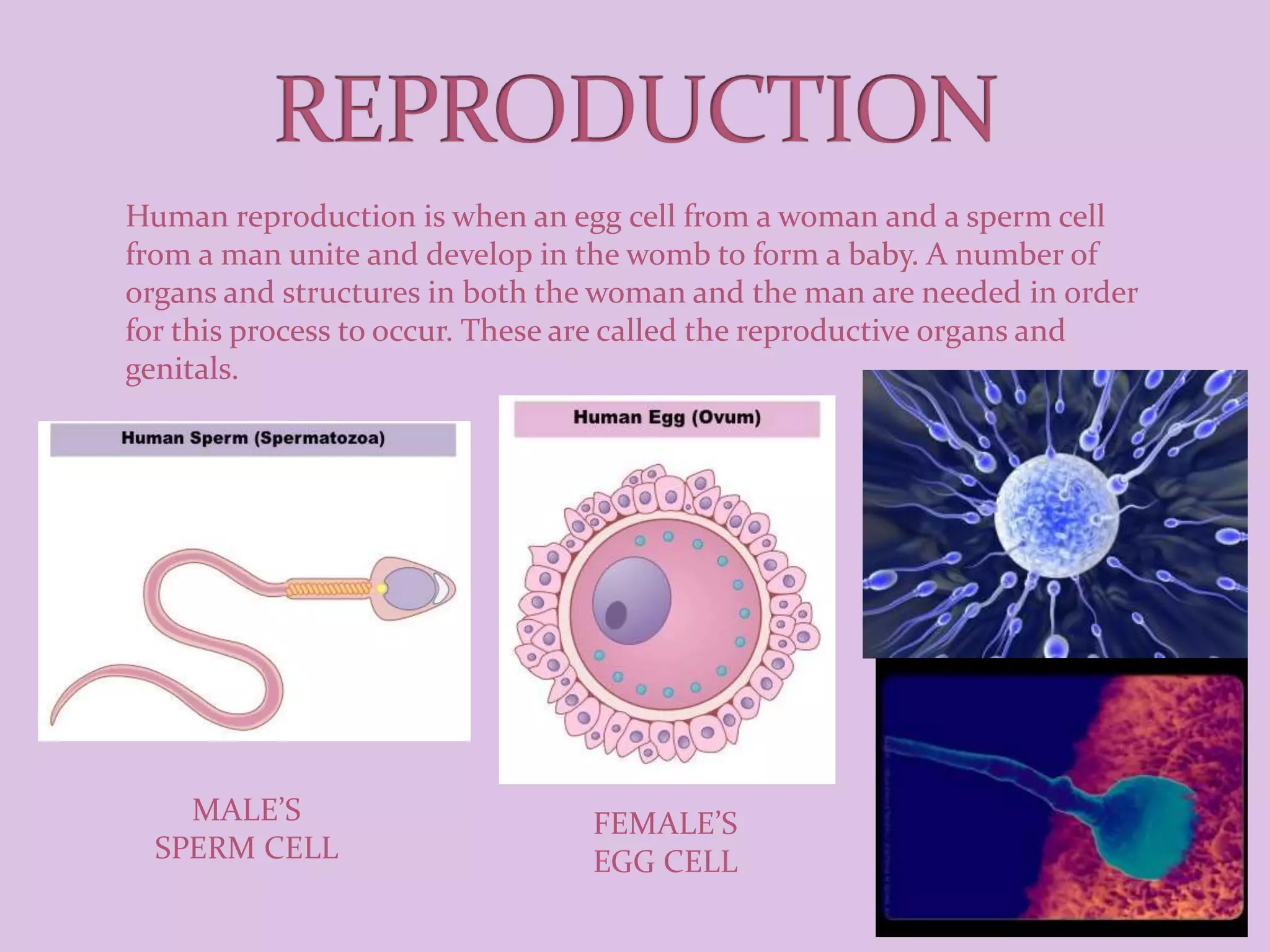 Reproduction | PPT