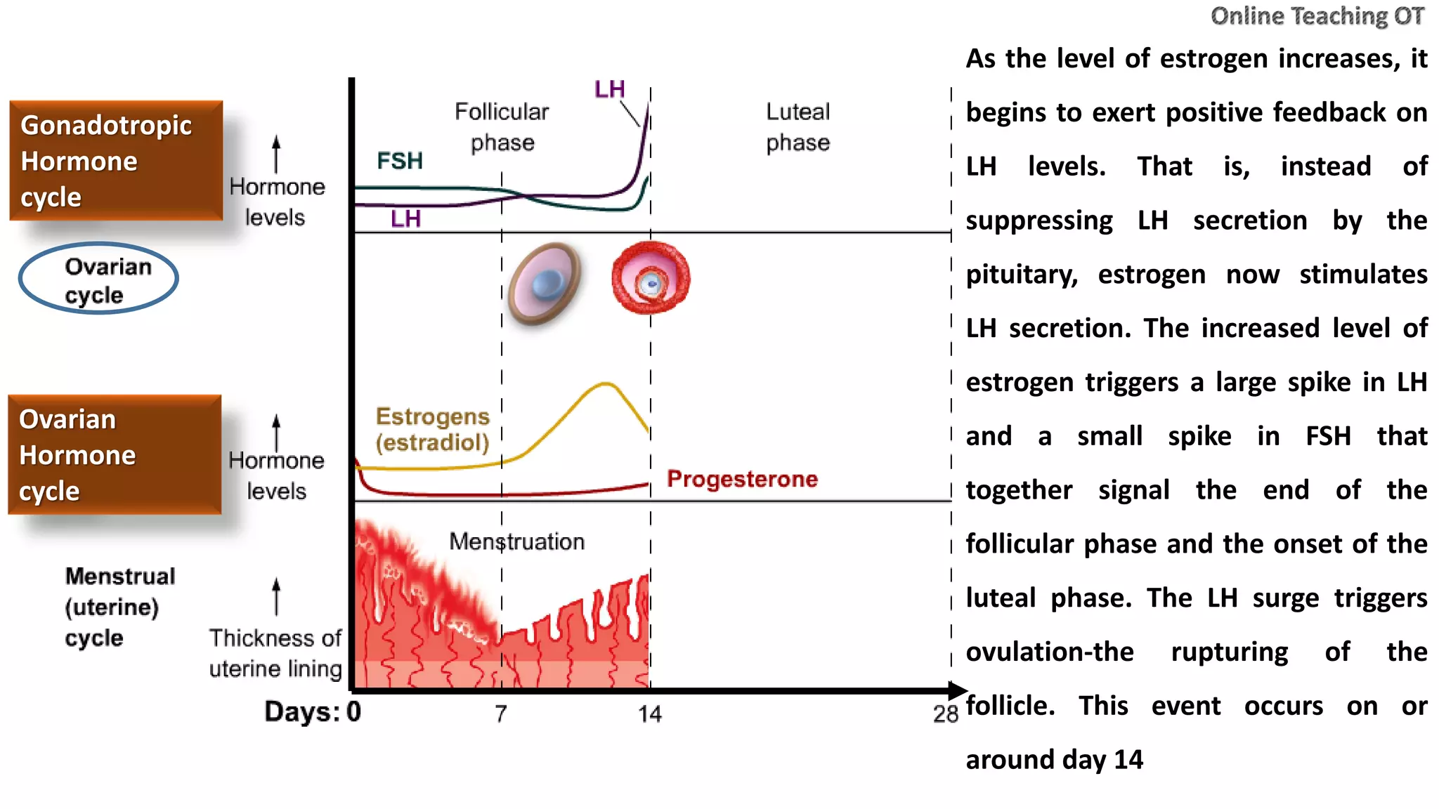 Reproduction in human | PDF | Infertility | Reproductive Health