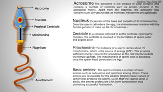 Reproduction in human | PDF