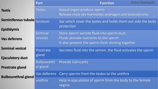 Reproductive health in human | PPT