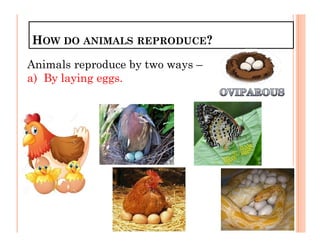 REPRODUCTION IN ANIMALS | PDF