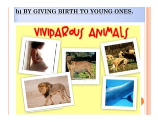 REPRODUCTION IN ANIMALS | PDF