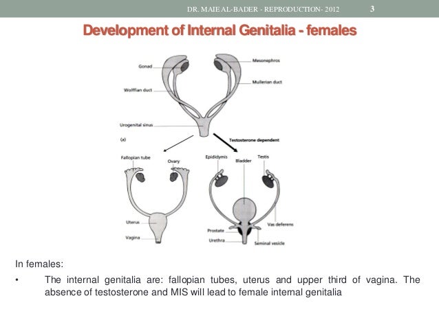 Chapter 107 Development Of The Female External Genital