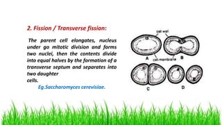 REPRODUCTION IN PLANT PATHOGENIC FUNGI | PPTX