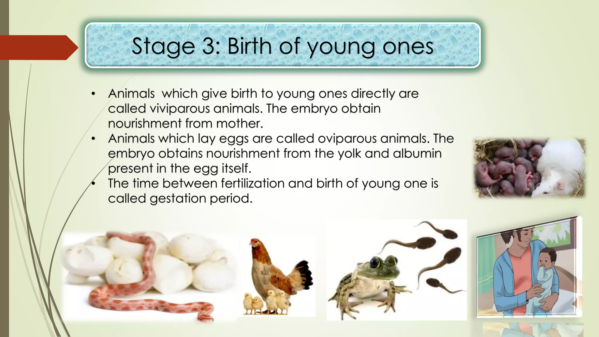 Reproduction in animal for class 8th by Sarita Chourasia | PDF