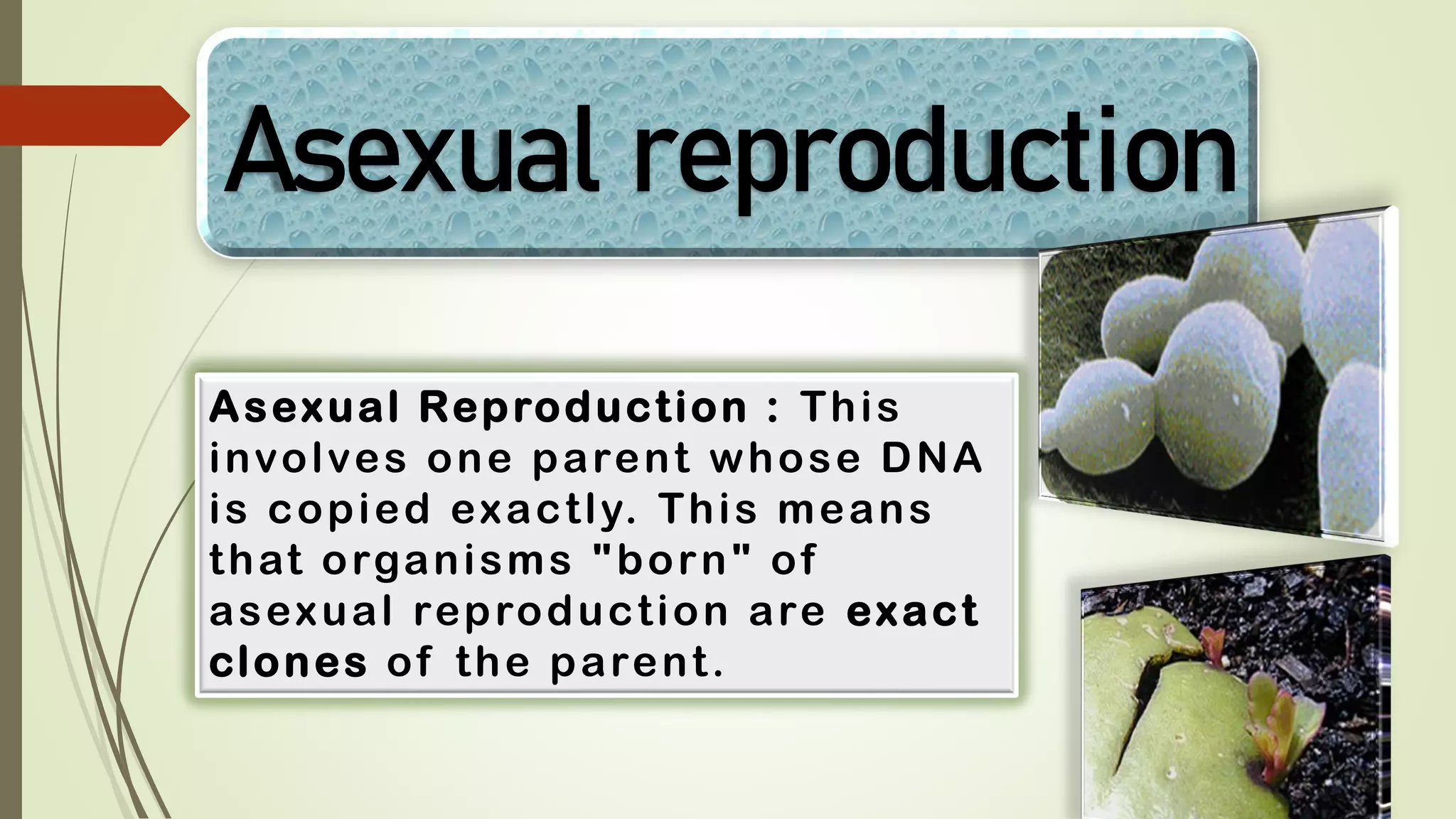 Reproduction in animal for class 8th by Sarita Chourasia | PDF