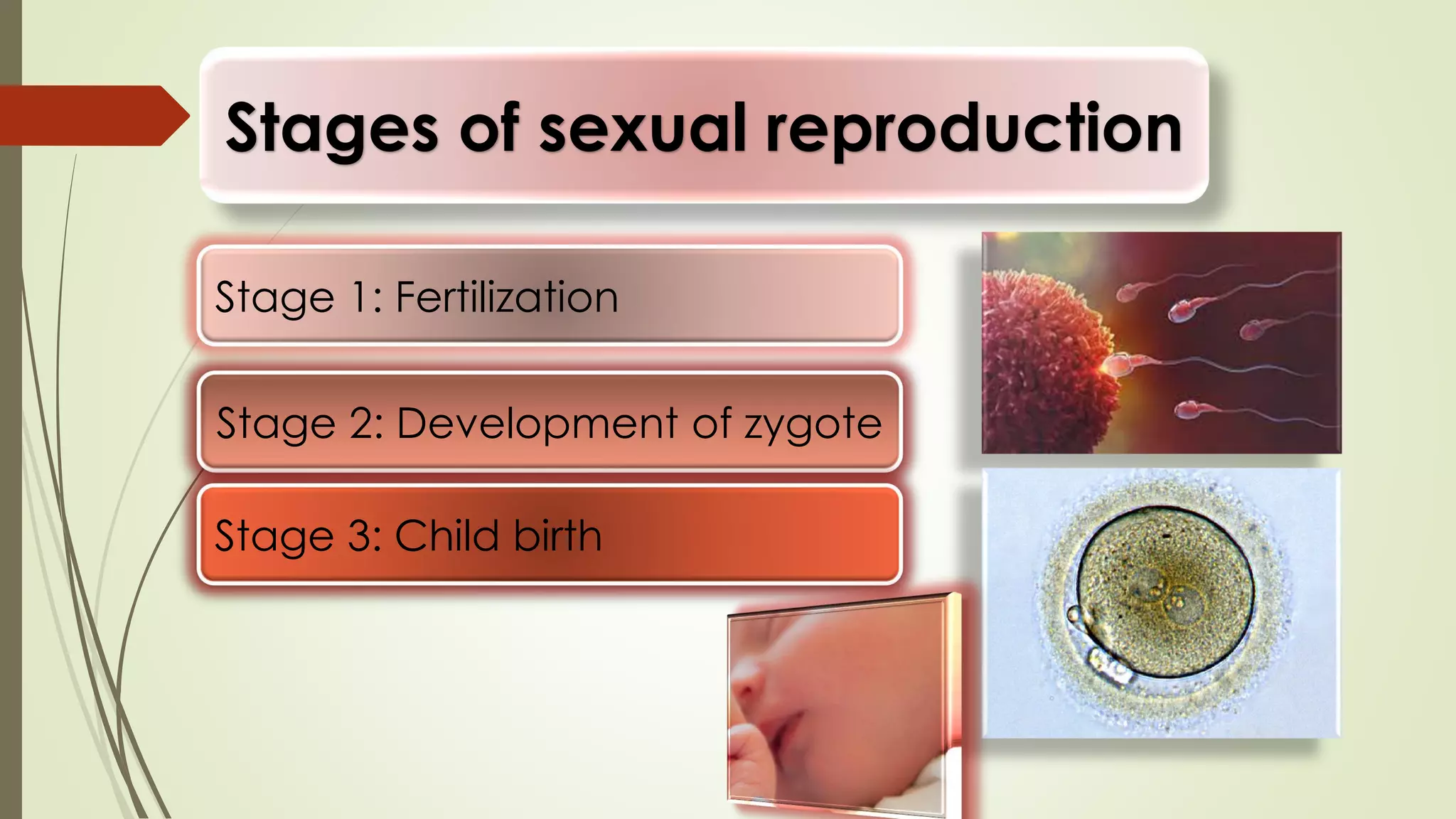 Reproduction in animal for class 8th by Sarita Chourasia | PDF